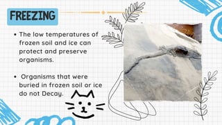 Index Fossils and Formation of Fossils REPORT | PDF