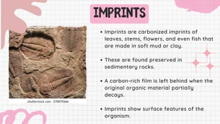 Index Fossils and Formation of Fossils REPORT | PDF