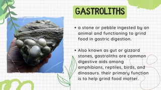 Index Fossils and Formation of Fossils REPORT | PDF