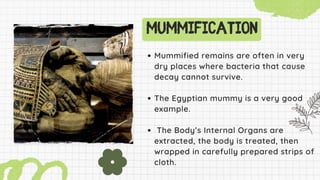 Index Fossils and Formation of Fossils REPORT | PDF