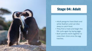 Copy of Life Cycle of Penguin Lesson Slides..pdf