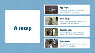 Copy of Life Cycle of Penguin Lesson Slides..pdf