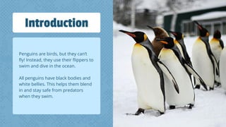 Copy of Life Cycle of Penguin Lesson Slides..pdf