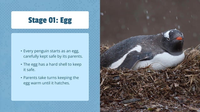 Copy of Life Cycle of Penguin Lesson Slides..pdf
