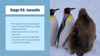 Copy of Life Cycle of Penguin Lesson Slides..pdf