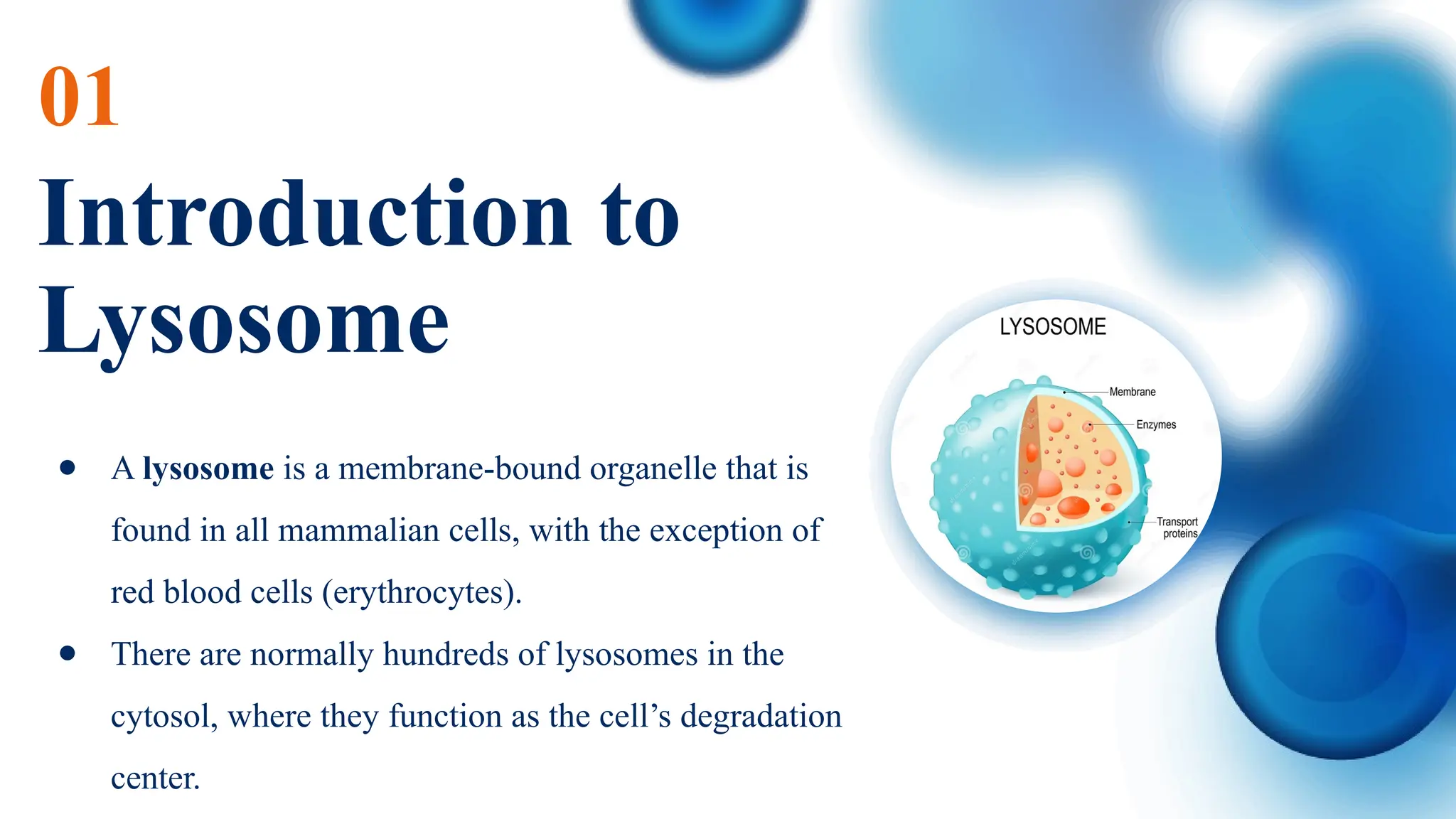 lysosomes "suicide bags of cell" and hydrolytic enzymes | PPTX