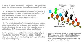Manal- sequencing presentation-biotechpresentation-.pptx