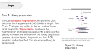 Manal- sequencing presentation-biotechpresentation-.pptx | Biological ...