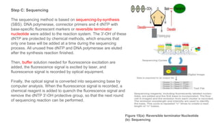 Manal- sequencing presentation-biotechpresentation-.pptx | Biological ...