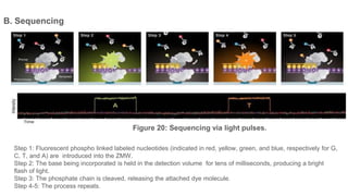 Manal- sequencing presentation-biotechpresentation-.pptx