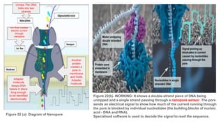 Manal- sequencing presentation-biotechpresentation-.pptx | Biological ...