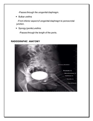 MICTURATING CYSTOURETHROGRPHY AND RETROGRATE UROGRAPHY - MCU/ RGU | DOCX