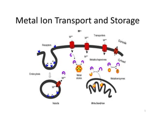 Metal ion transport and storage | PPTX