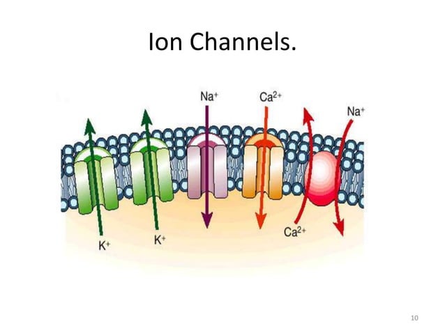Metal ion transport and storage | PPTX | Chemistry | Science