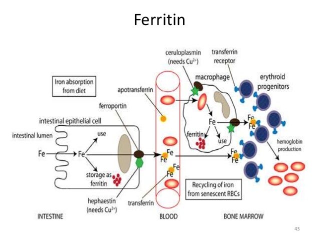 Metal ion transport and storage