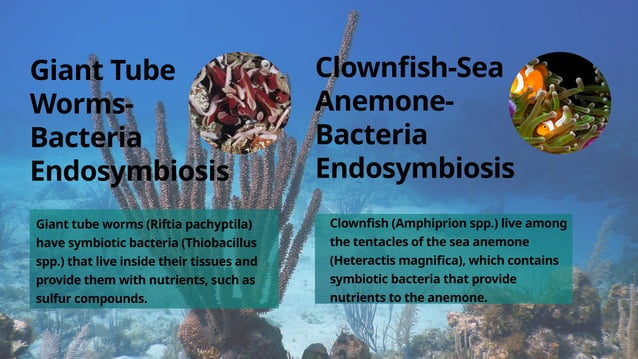 Microbial Interaction 20241209 092401 0000 Pptx