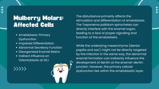 Mulberry Molars A Developmental Anomaly of Permanent Molars.pdf