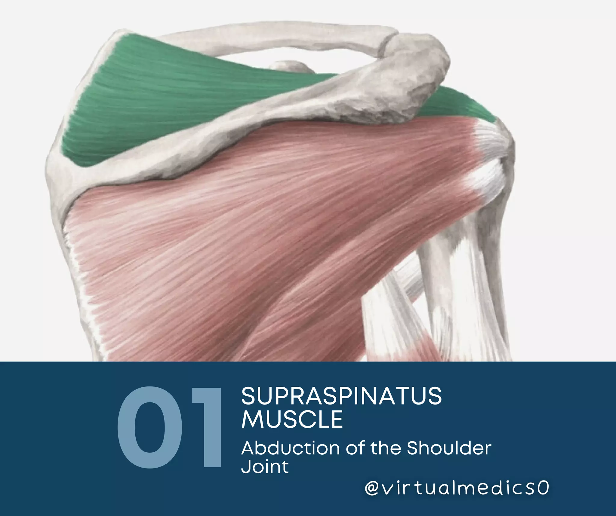 Muscles of Shoulder | PDF