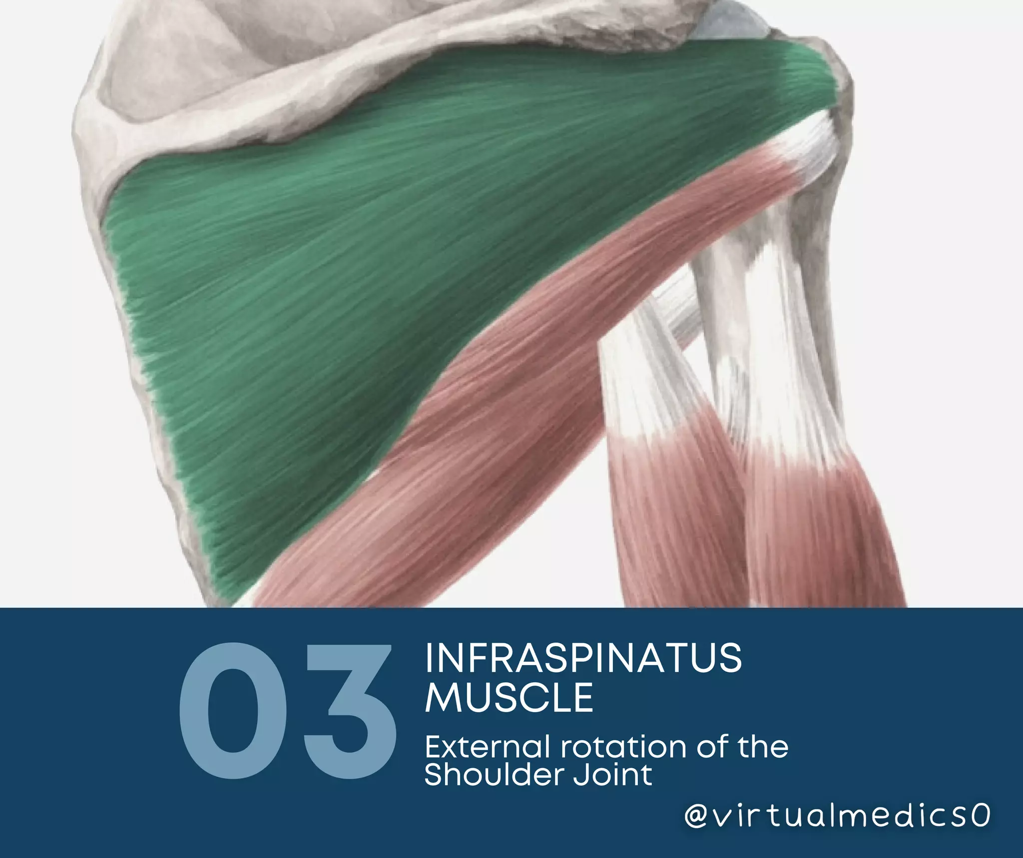 Muscles of Shoulder | PDF