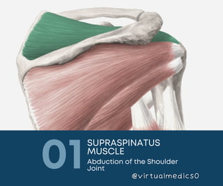 Muscles of Shoulder | PDF