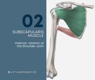 Muscles of Shoulder | PPT