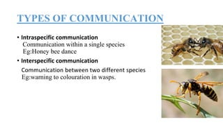 Copy of NANDINI BN FINAL 4 (2).pptx