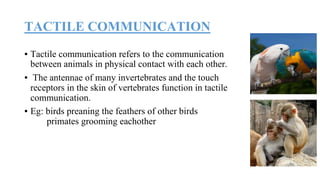 Copy of NANDINI BN FINAL 4 (2).pptx