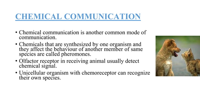 Copy of NANDINI BN FINAL 4 (2).pptx