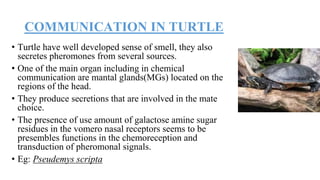 Copy of NANDINI BN FINAL 4 (2).pptx