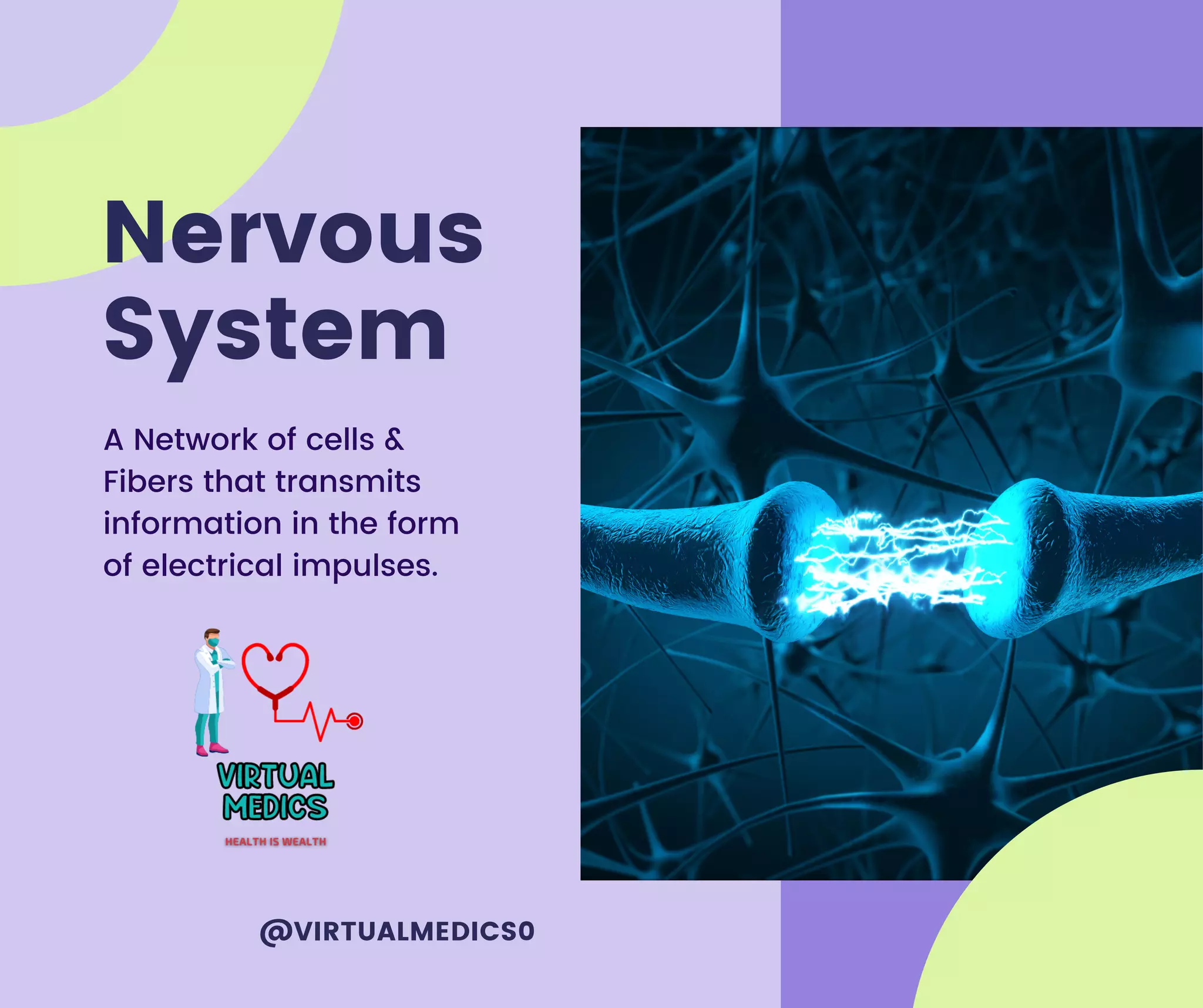 Nervous System | PDF