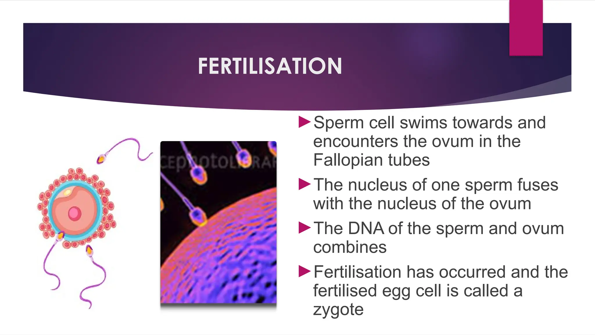 Natural Sciences Grade 9 Human reproduction | PPTX