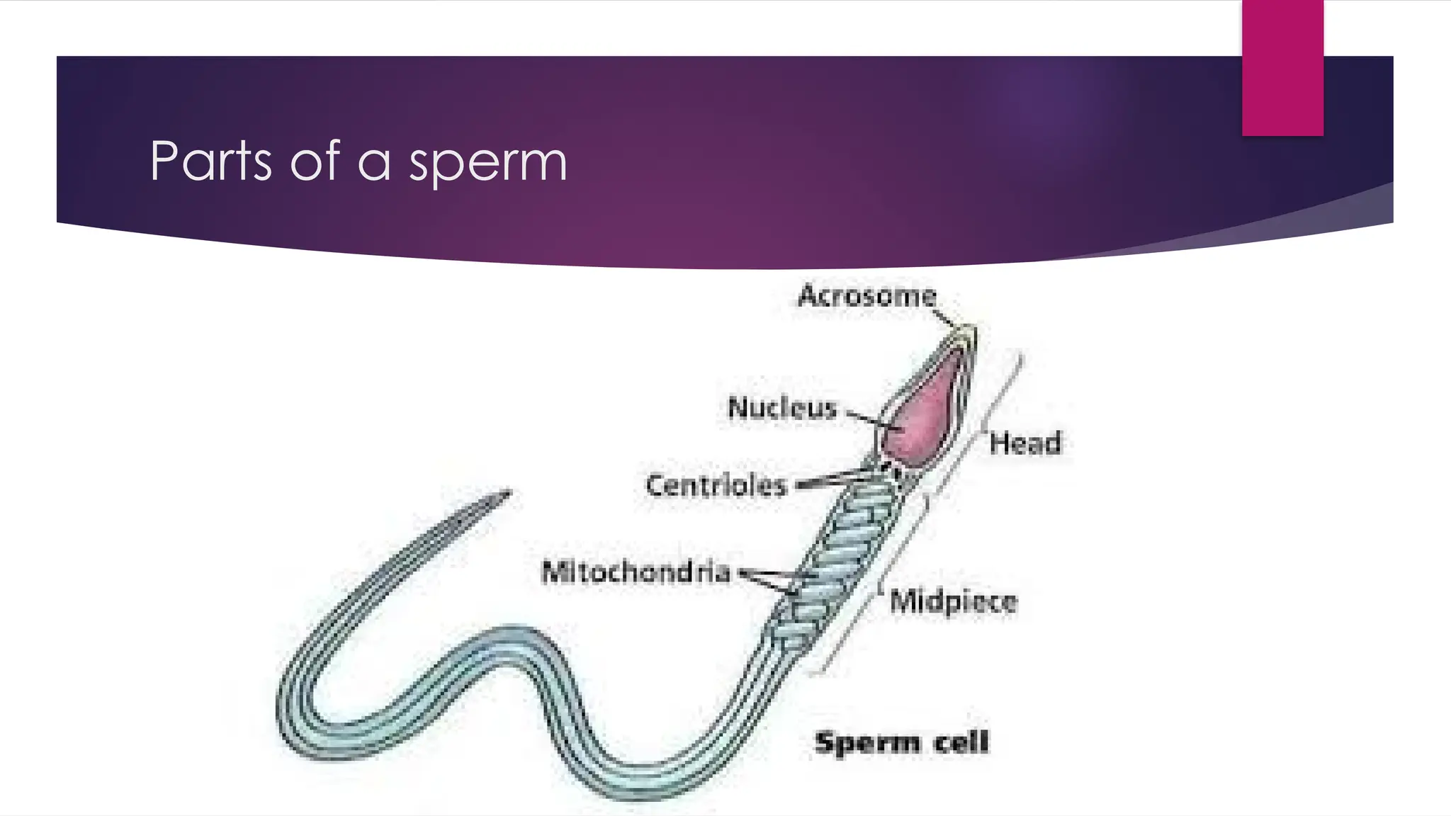 Natural Sciences Grade 9 Human reproduction | PPTX