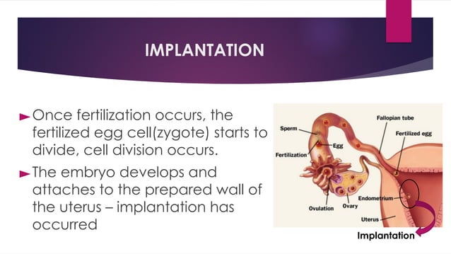 Natural Sciences Grade 9 Human reproduction | PPTX