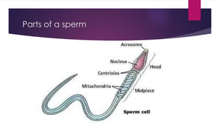 Natural Sciences Grade 9 Human reproduction | PPTX