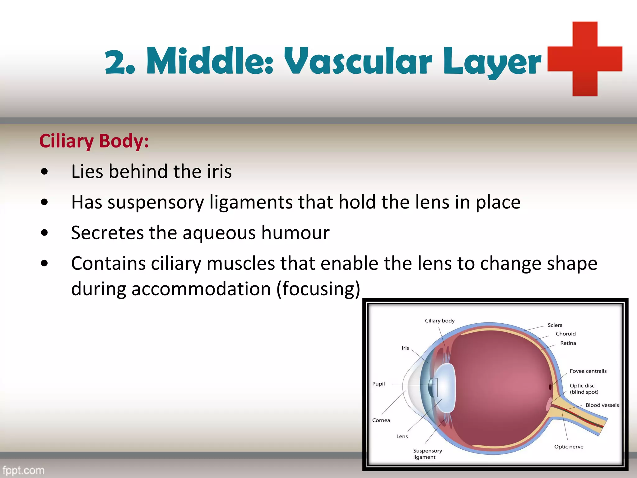 Ophthalmology | PDF