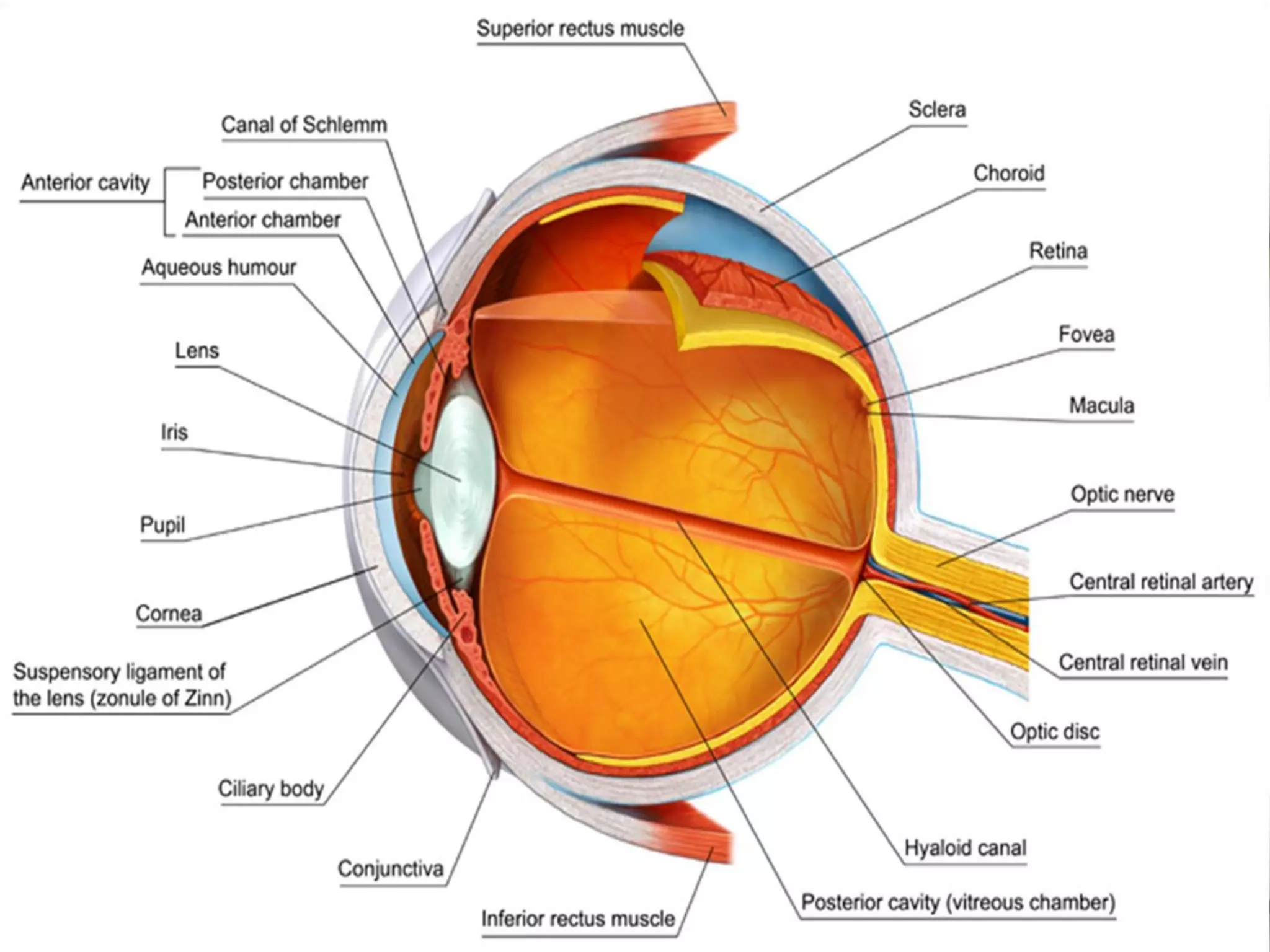 Ophthalmology | PDF