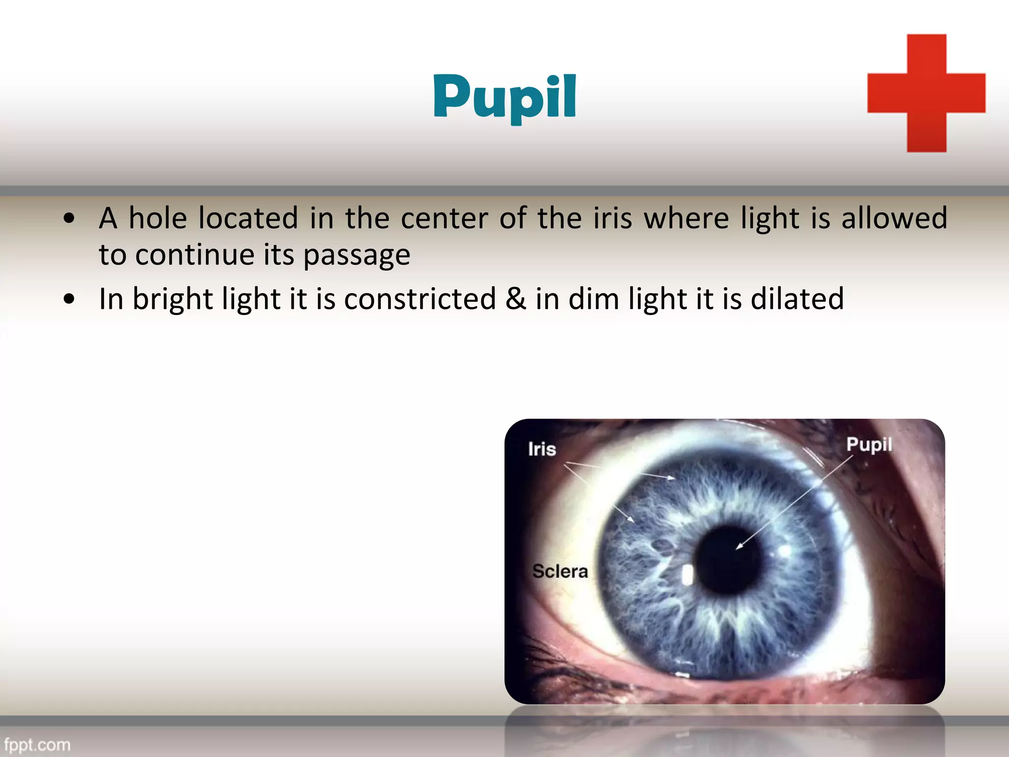 Ophthalmology | PDF