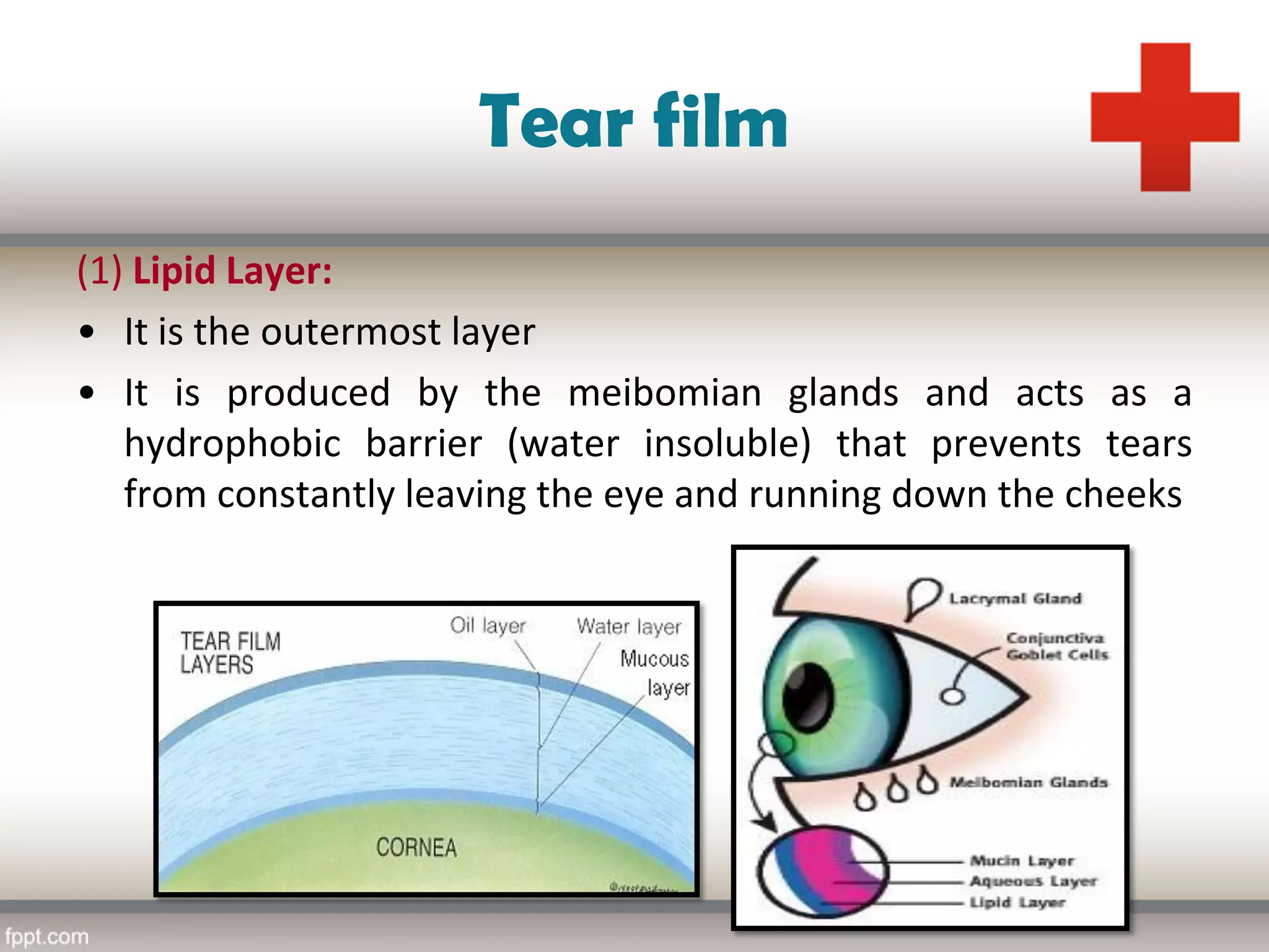 Ophthalmology | PDF