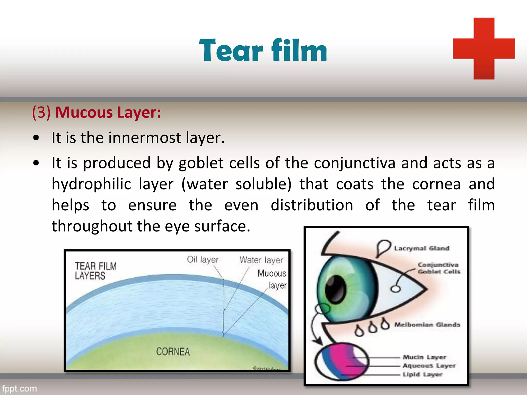 Ophthalmology | PDF