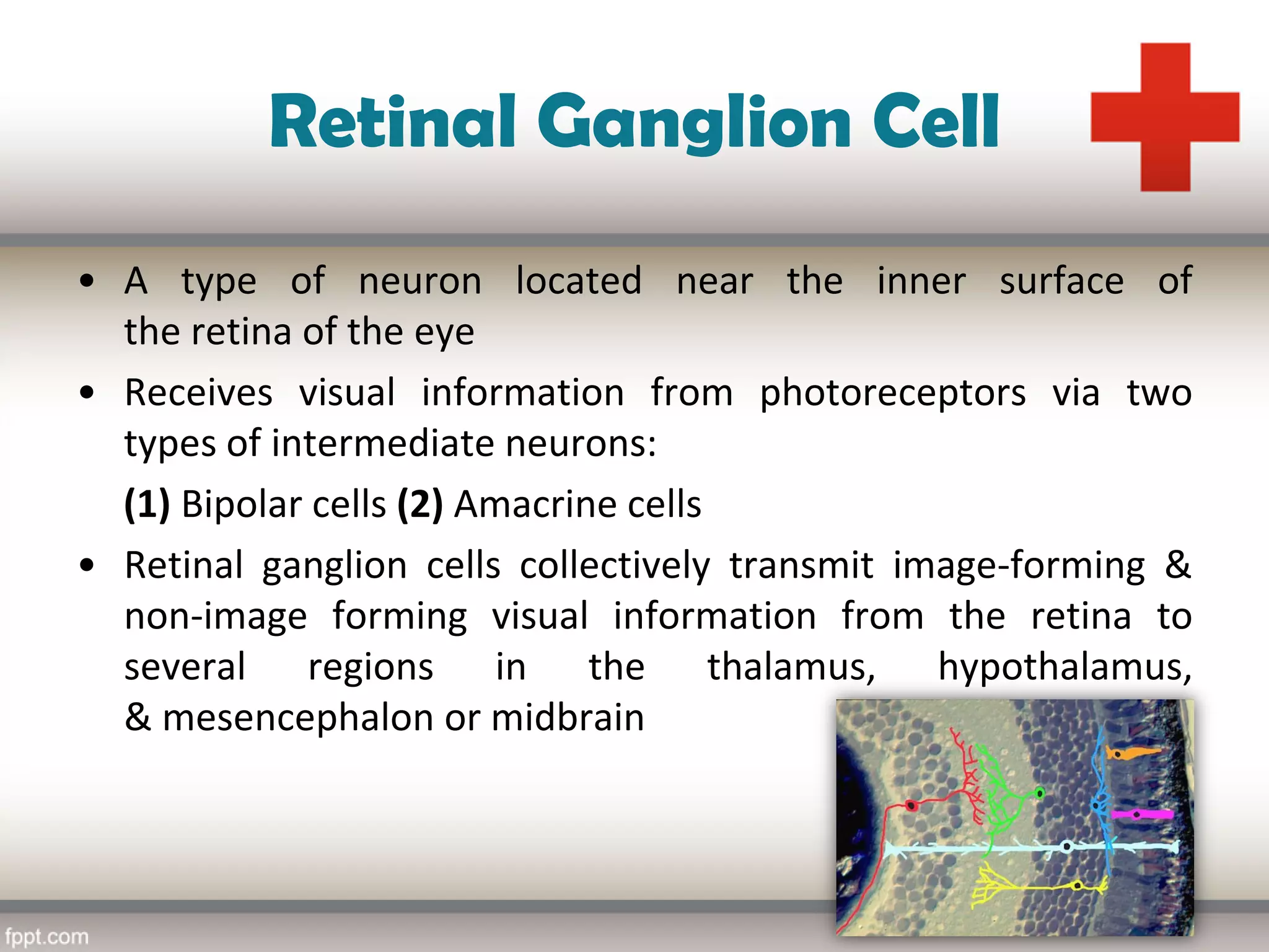 Ophthalmology | PDF