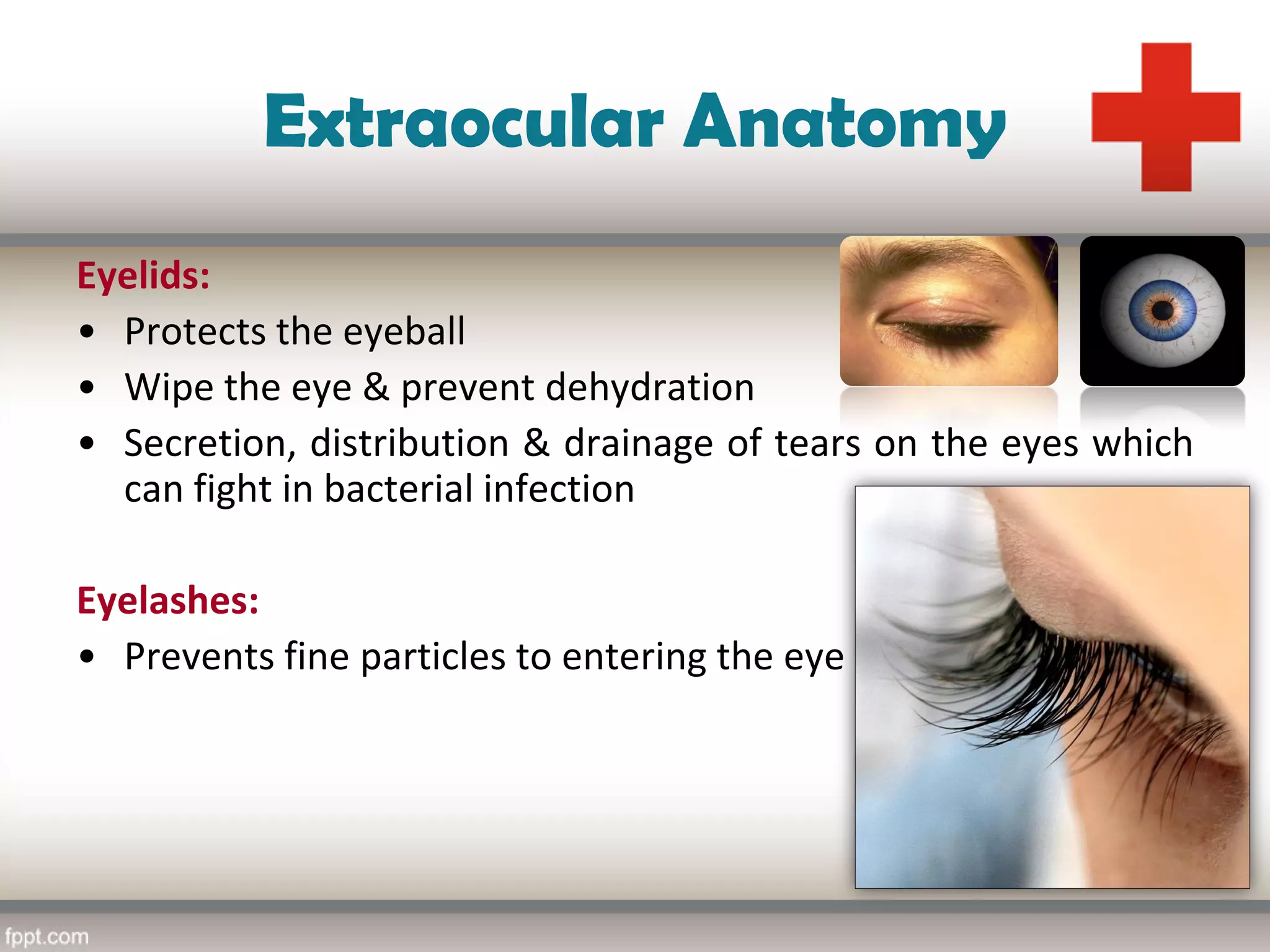 Ophthalmology | PDF
