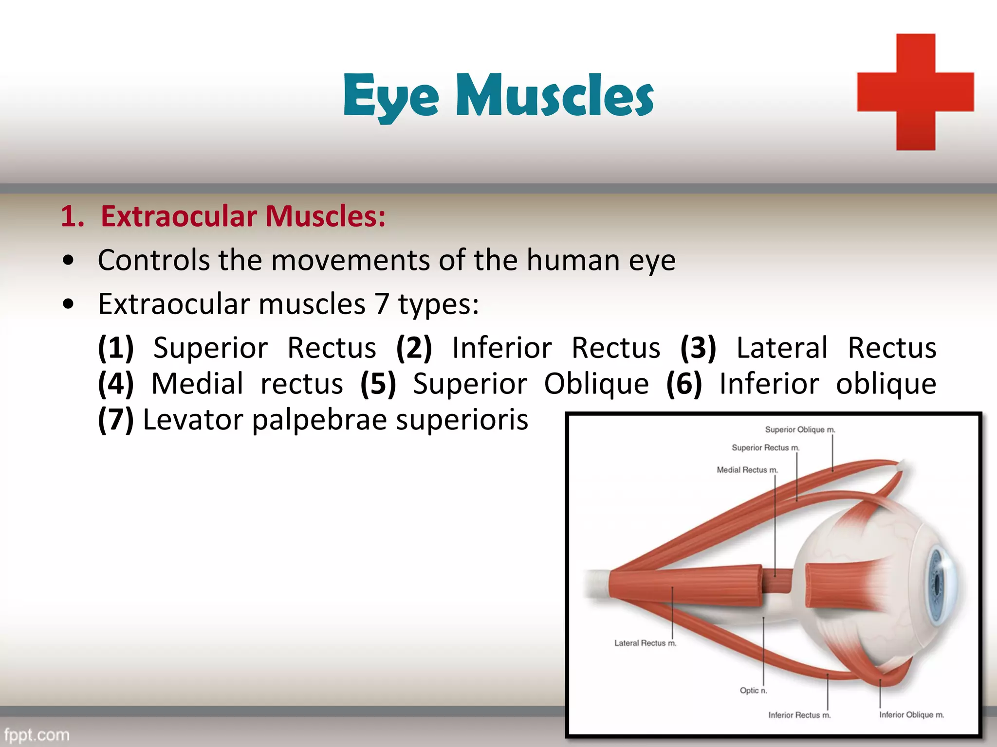 Ophthalmology | PDF