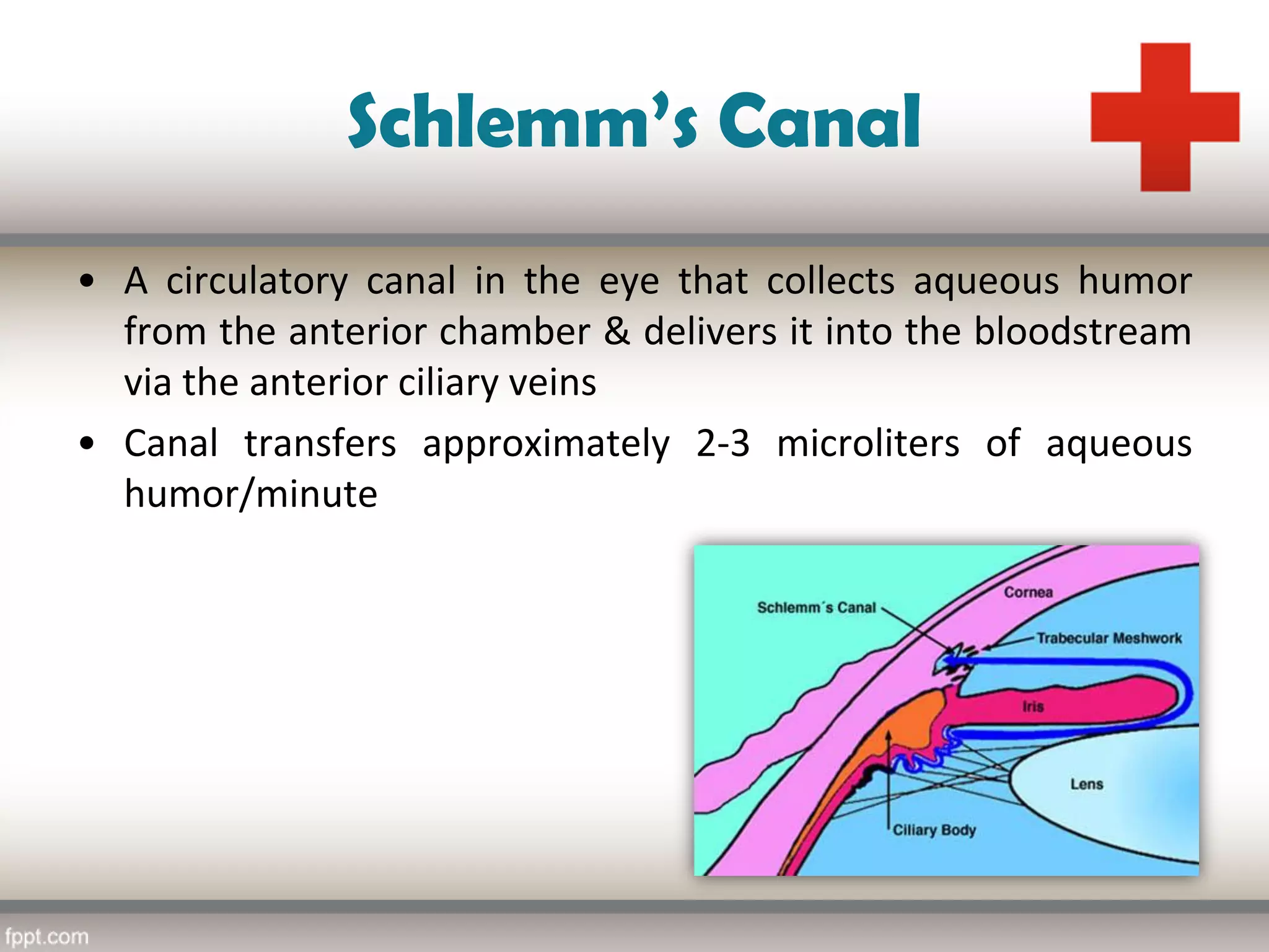 Ophthalmology | PDF