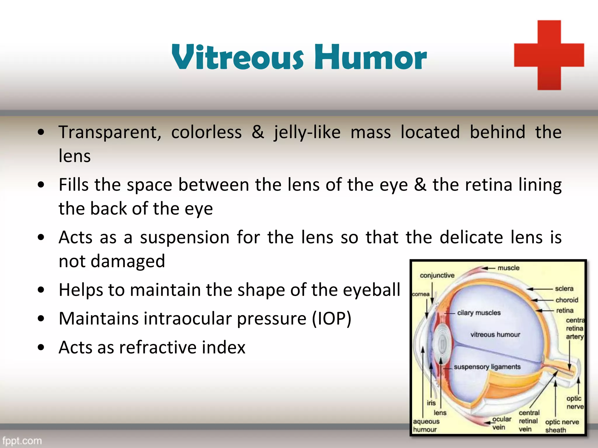 Ophthalmology | PDF