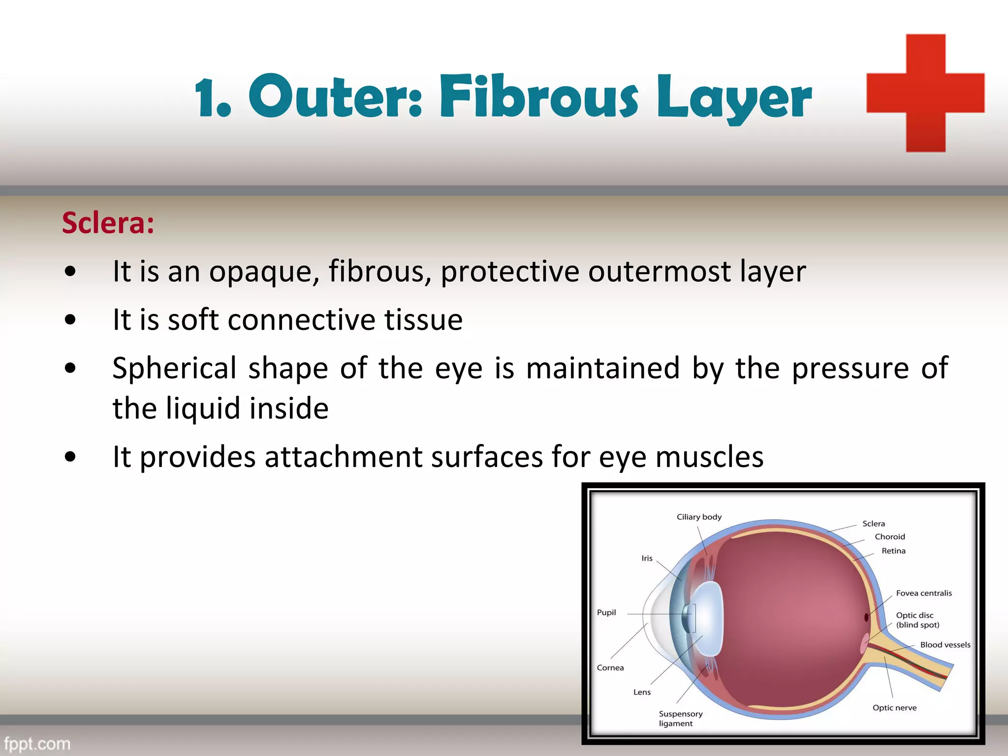 Ophthalmology | PDF