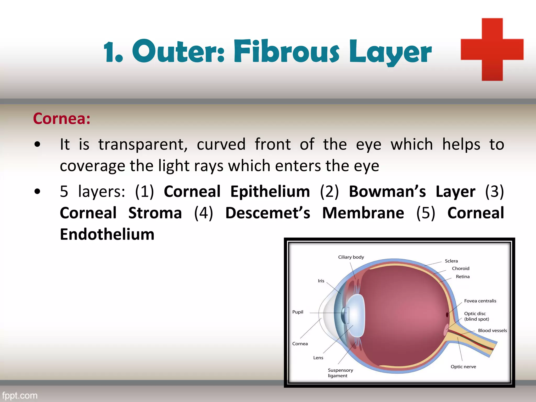 Ophthalmology | PDF