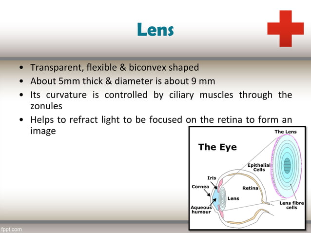 Ophthalmology | PDF | Eye and Vision Conditions | Diseases and Conditions