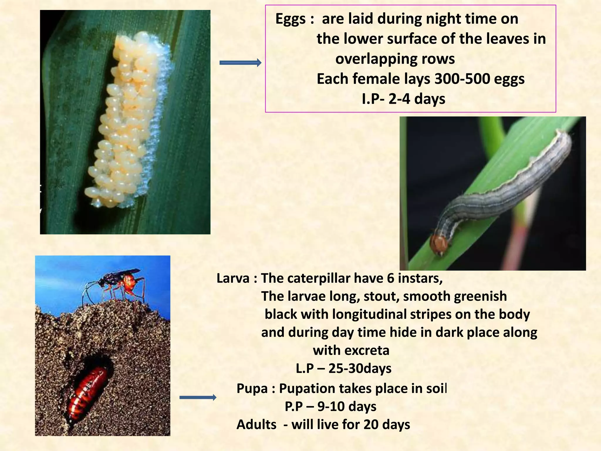 Copy of paddy pests 11 | PPTX