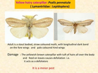 Copy of paddy pests 11 | PPTX