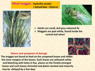 Copy of paddy pests 11 | PPTX